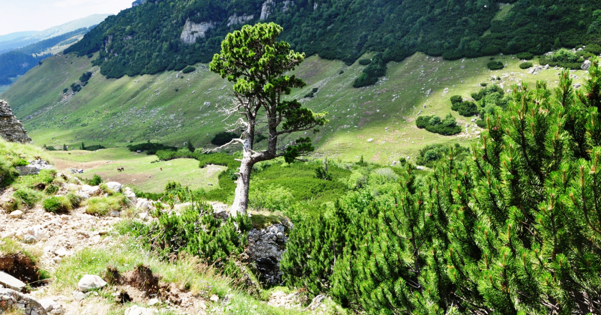 Zâmbrul (Pinus cembra)