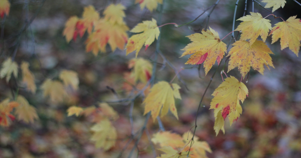 Castelul Csernovics din Macea şi grădina de poveste